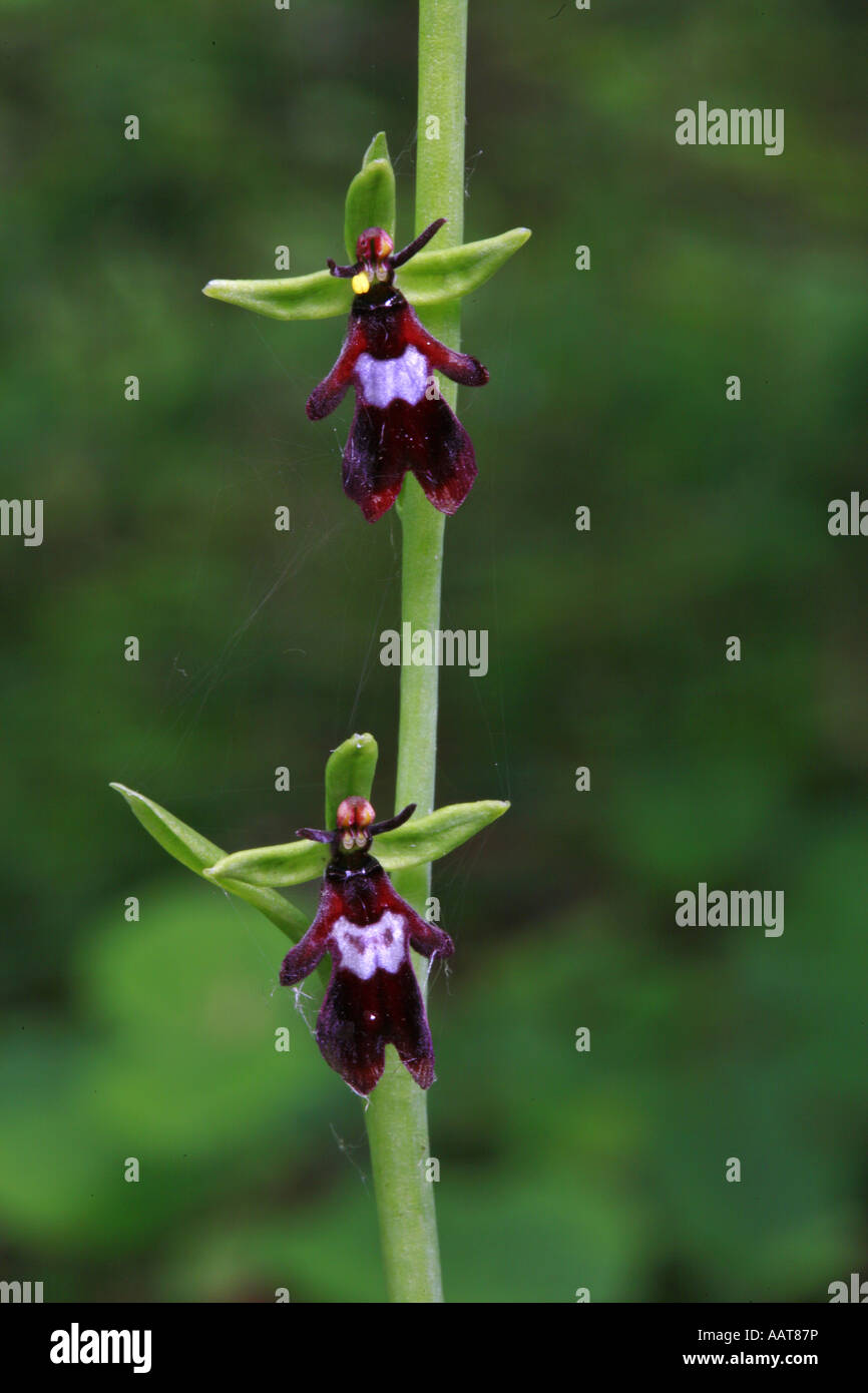 Flower detail of Fly Orchid Ophrys insectifera with one remaining ...