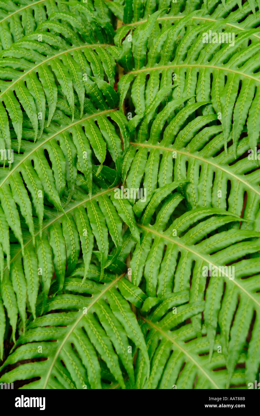 Plants lush textures hi-res stock photography and images - Alamy
