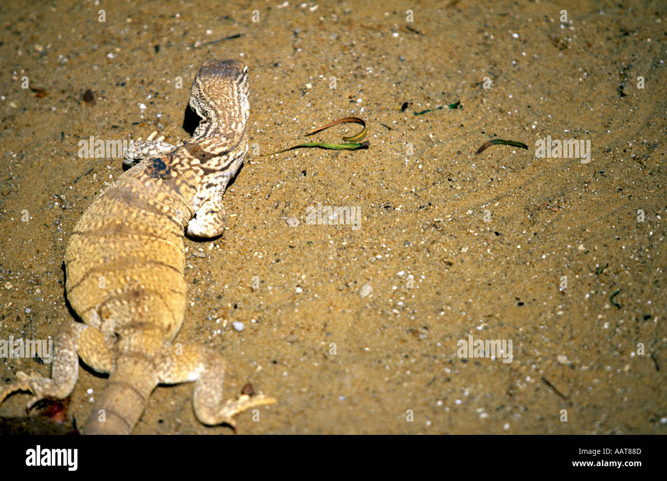 Lizard on sand Stock Photo - Alamy