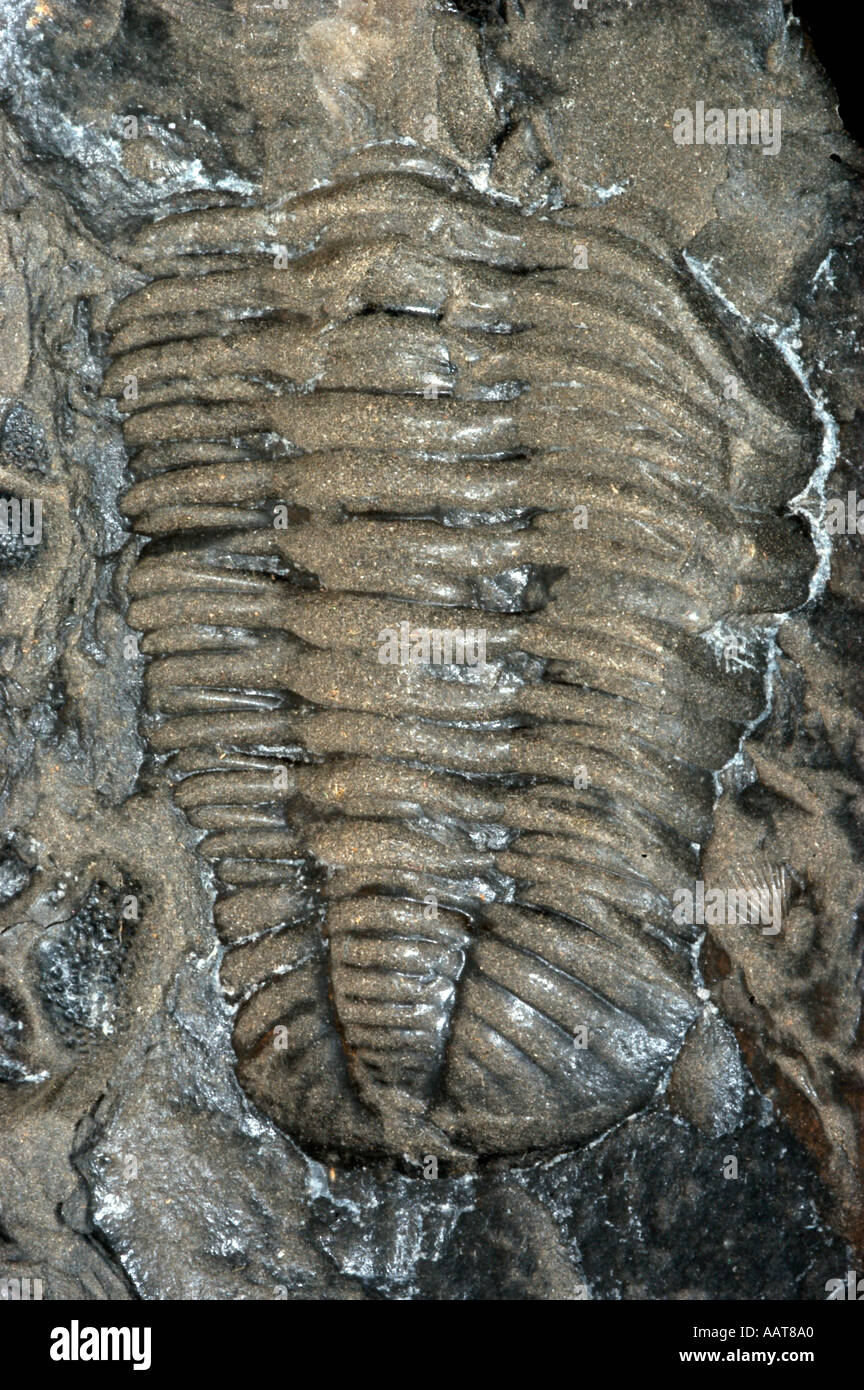 Trilobite fossil Phacops rana Ithaca New York Stock Photo - Alamy