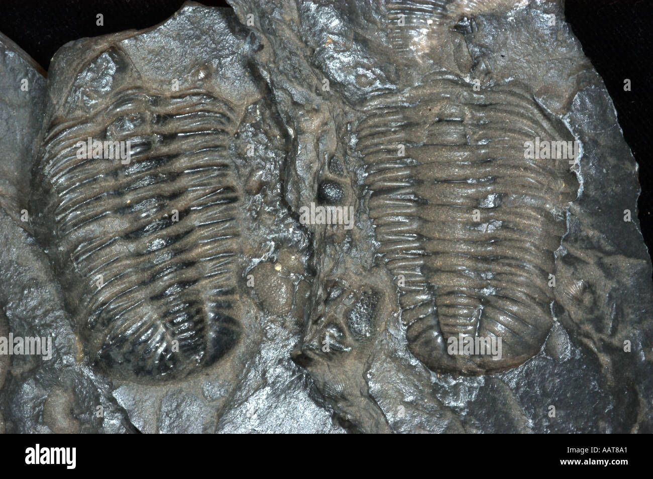 Trilobite fossil Phacops rana Ithaca New York Stock Photo - Alamy