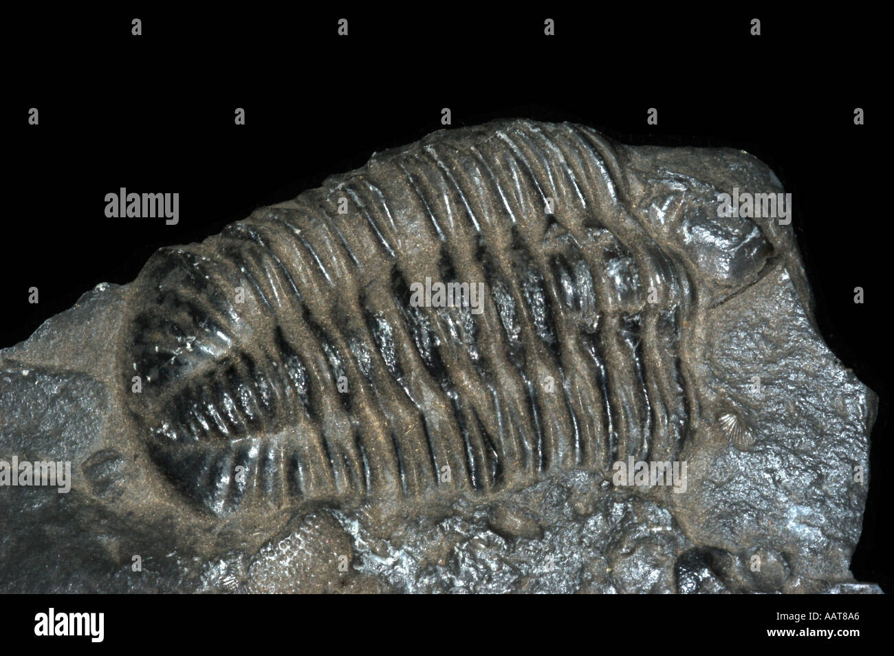 Trilobite fossil Phacops rana Ithaca New York Stock Photo - Alamy