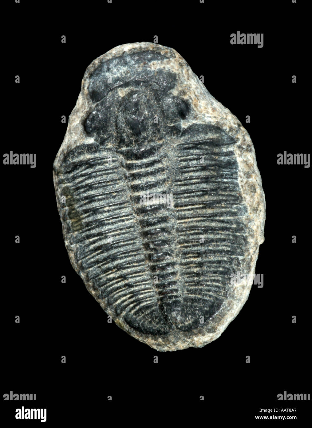 Trilobite utah hi-res stock photography and images - Alamy