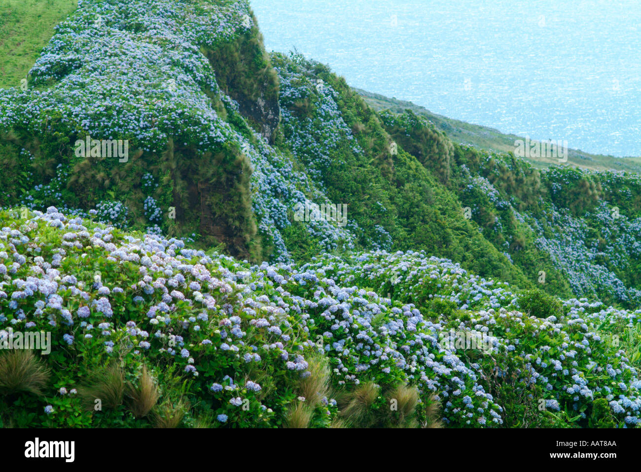 Hydrangeas azores hi-res stock photography and images - Alamy