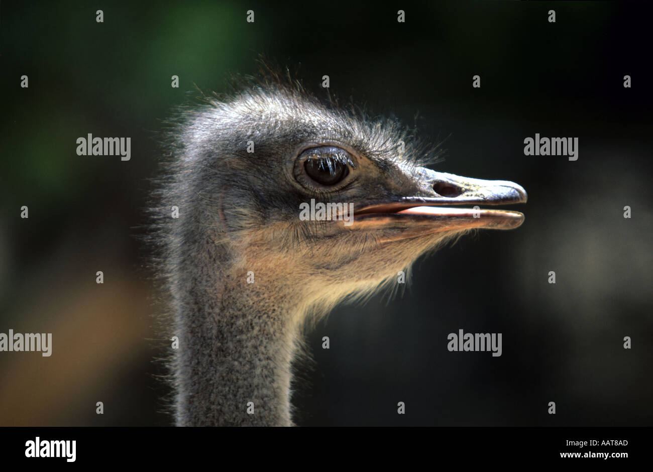 Ostrich preening hi-res stock photography and images - Alamy
