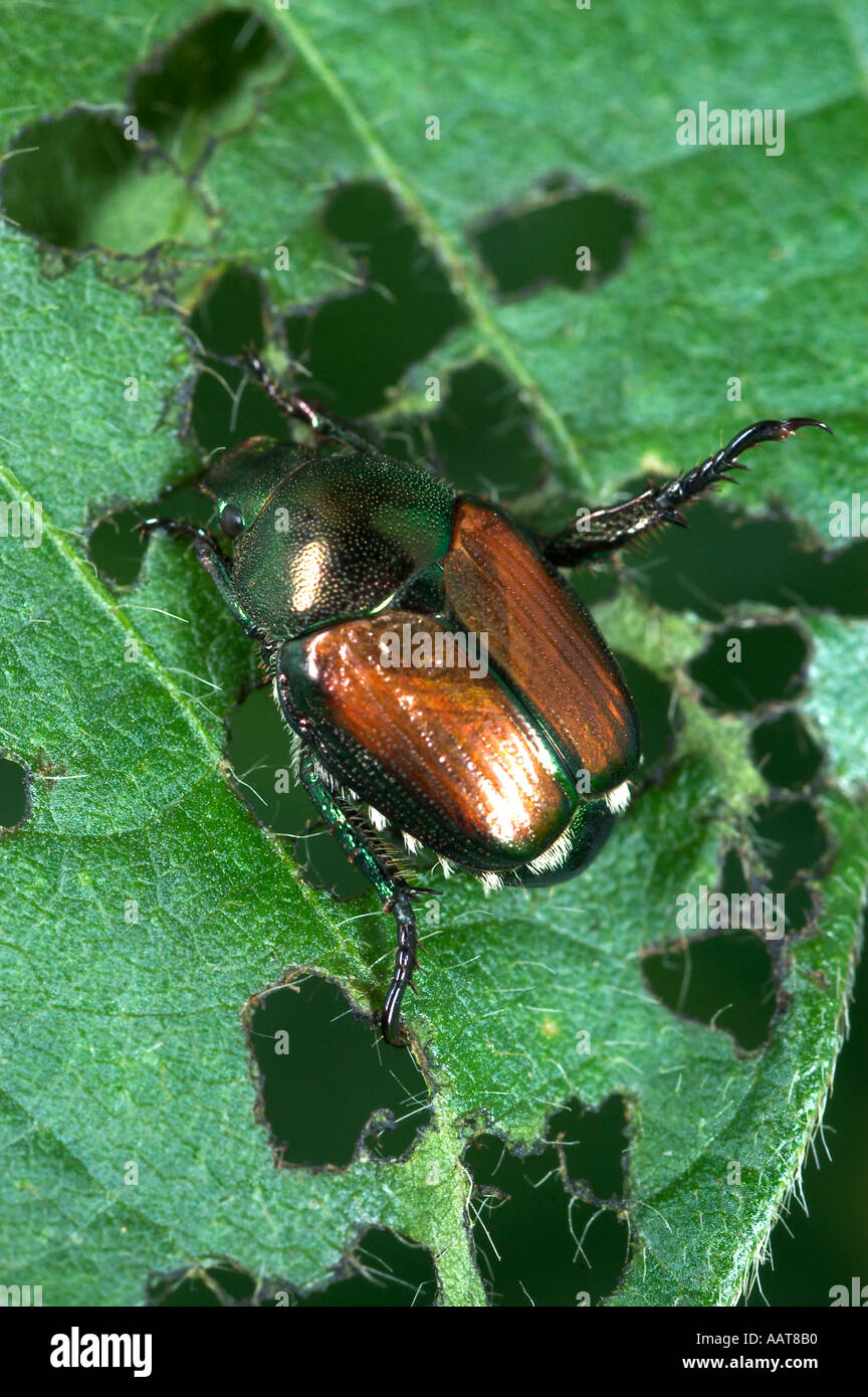 Popillia japonica japanese beetle hi-res stock photography and images ...