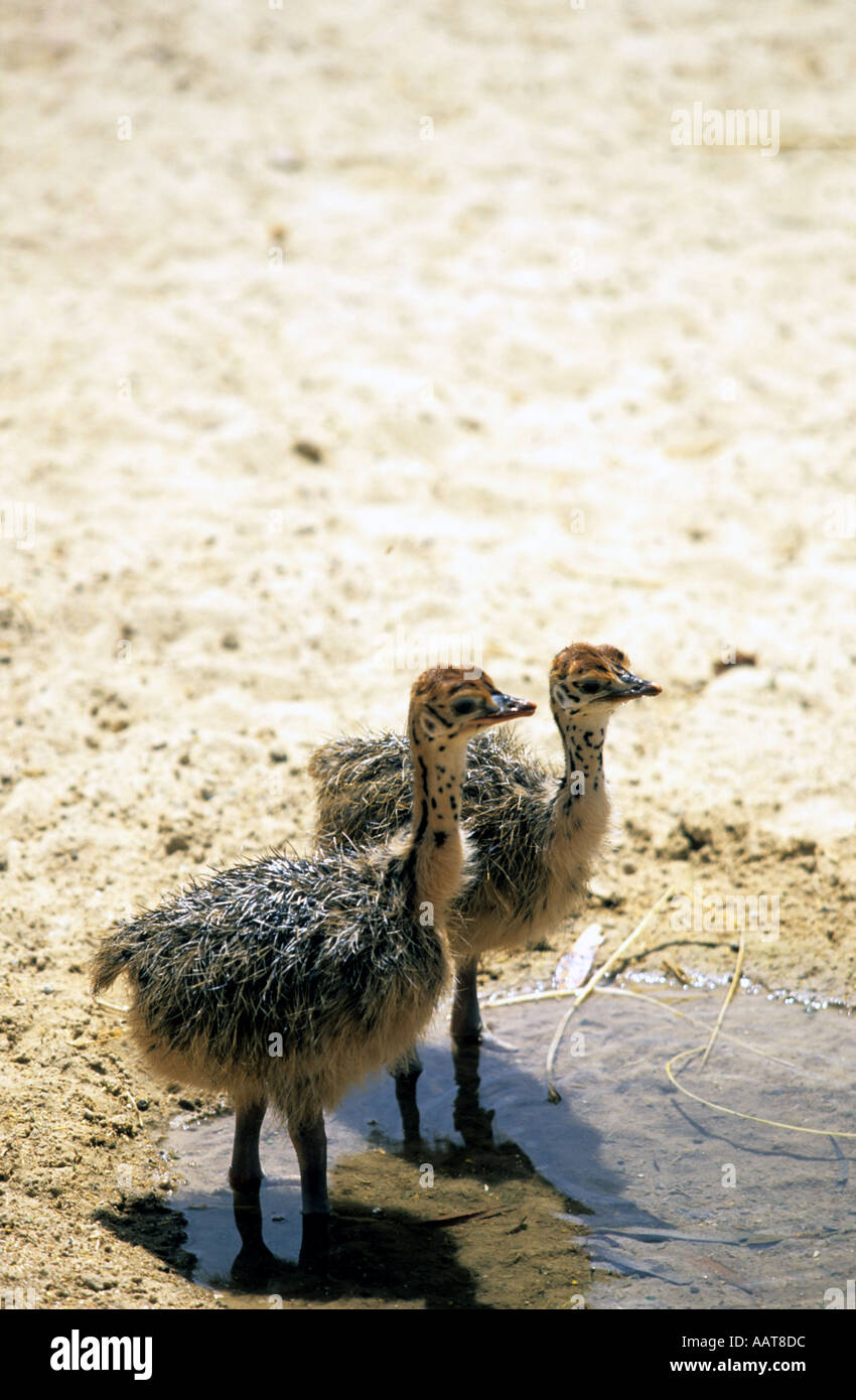 Ostrich chick hatching hi-res stock photography and images - Alamy