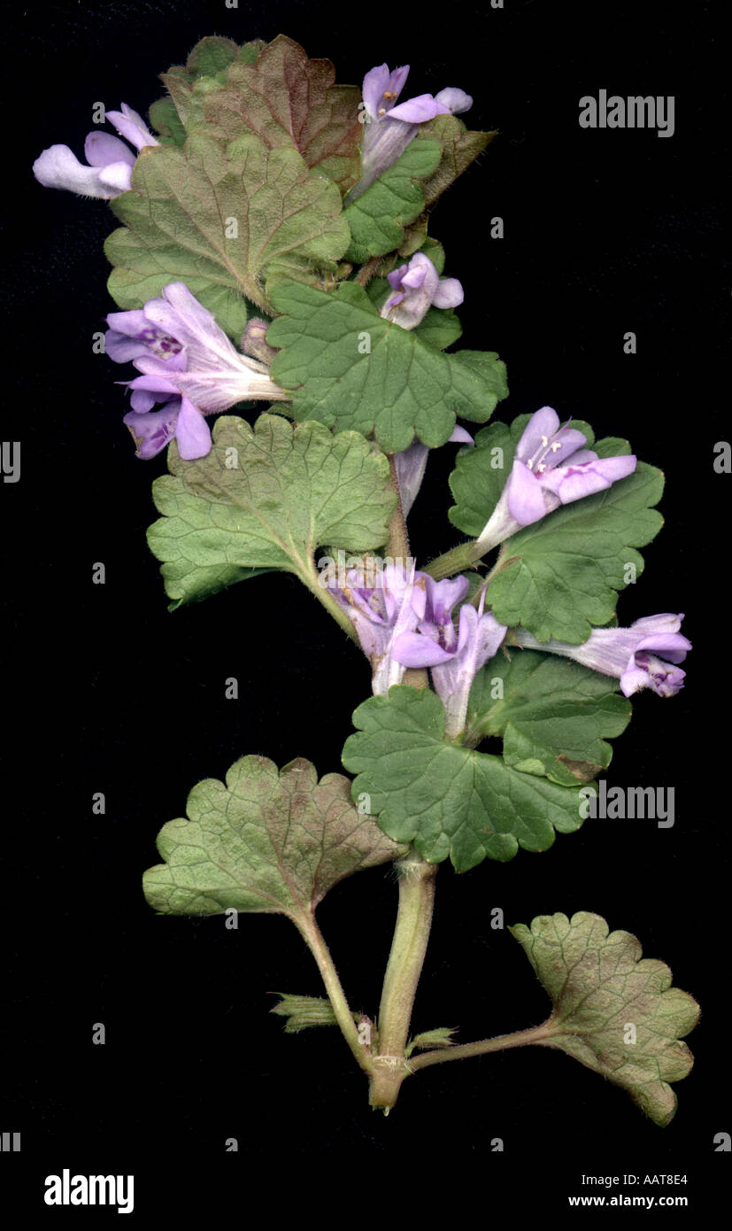 gill over the ground Glechoma hederacea ground ivy weed Stock Photo - Alamy