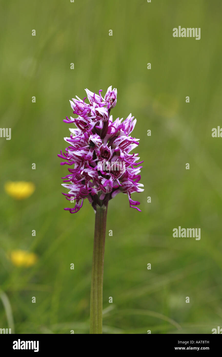 Orchis simia hi-res stock photography and images - Alamy