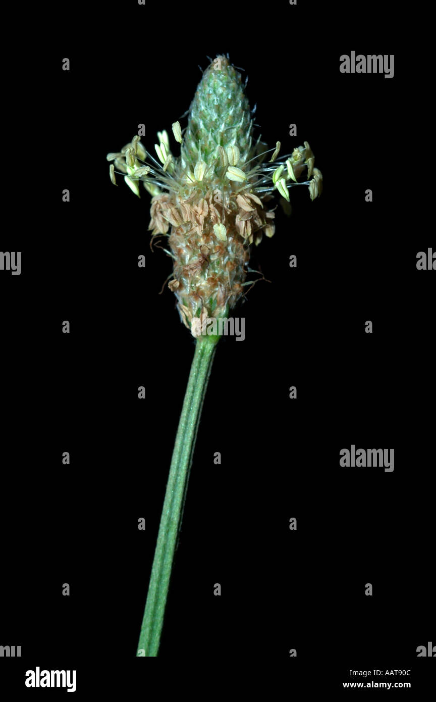 plantain flower Plantago lanceolata English plantain Stock Photo - Alamy