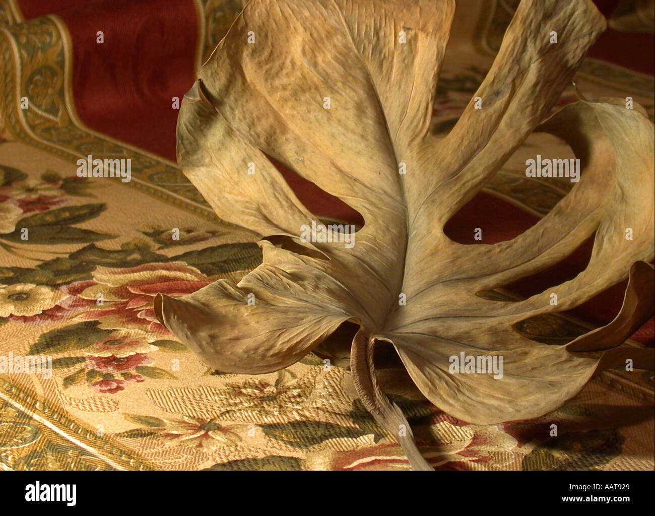 Leaf still life Stock Photo - Alamy