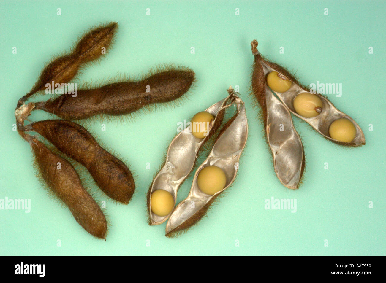 Soybeans Mature beans ready for harvesting Stock Photo - Alamy