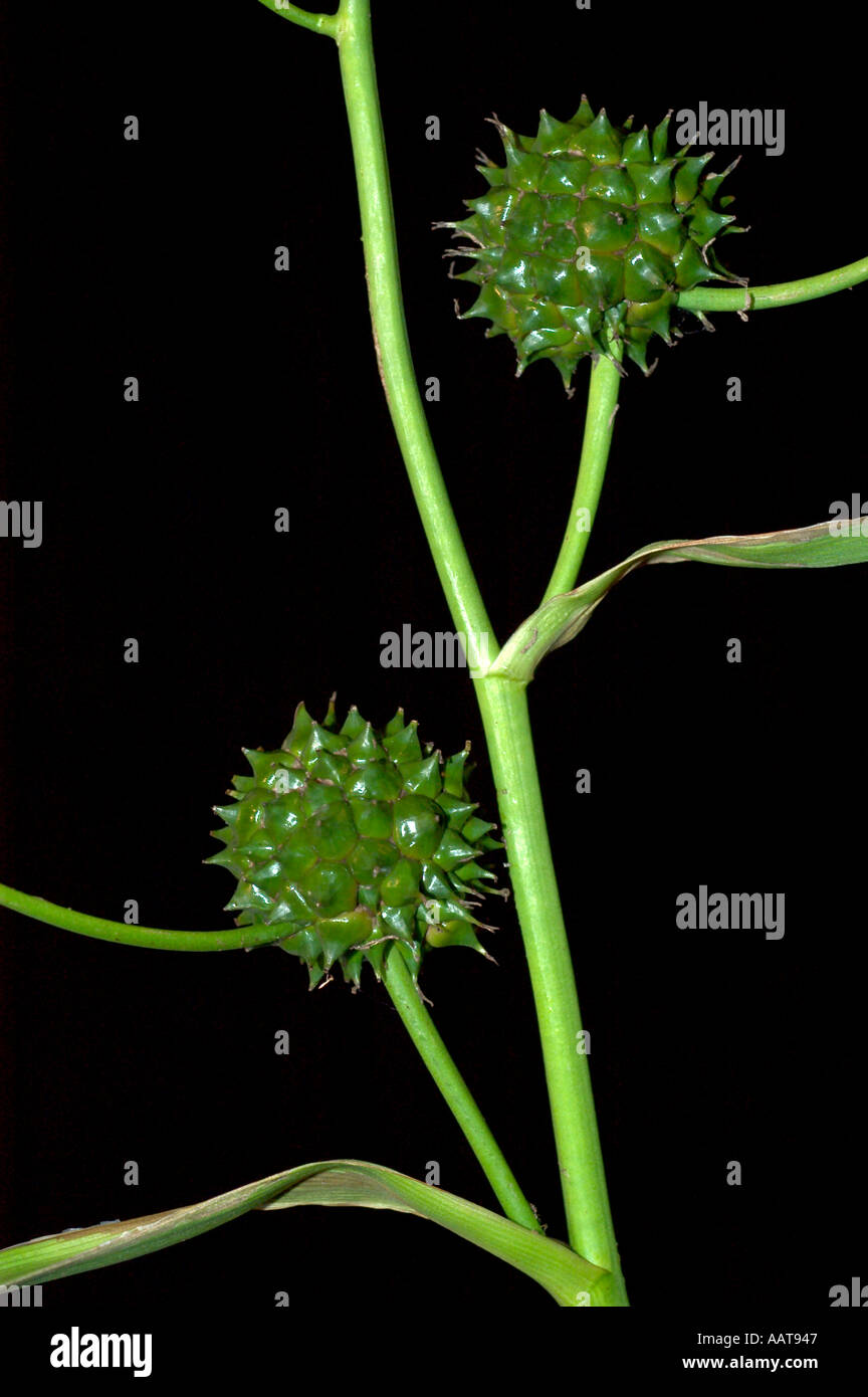 Burr reed hi-res stock photography and images - Alamy