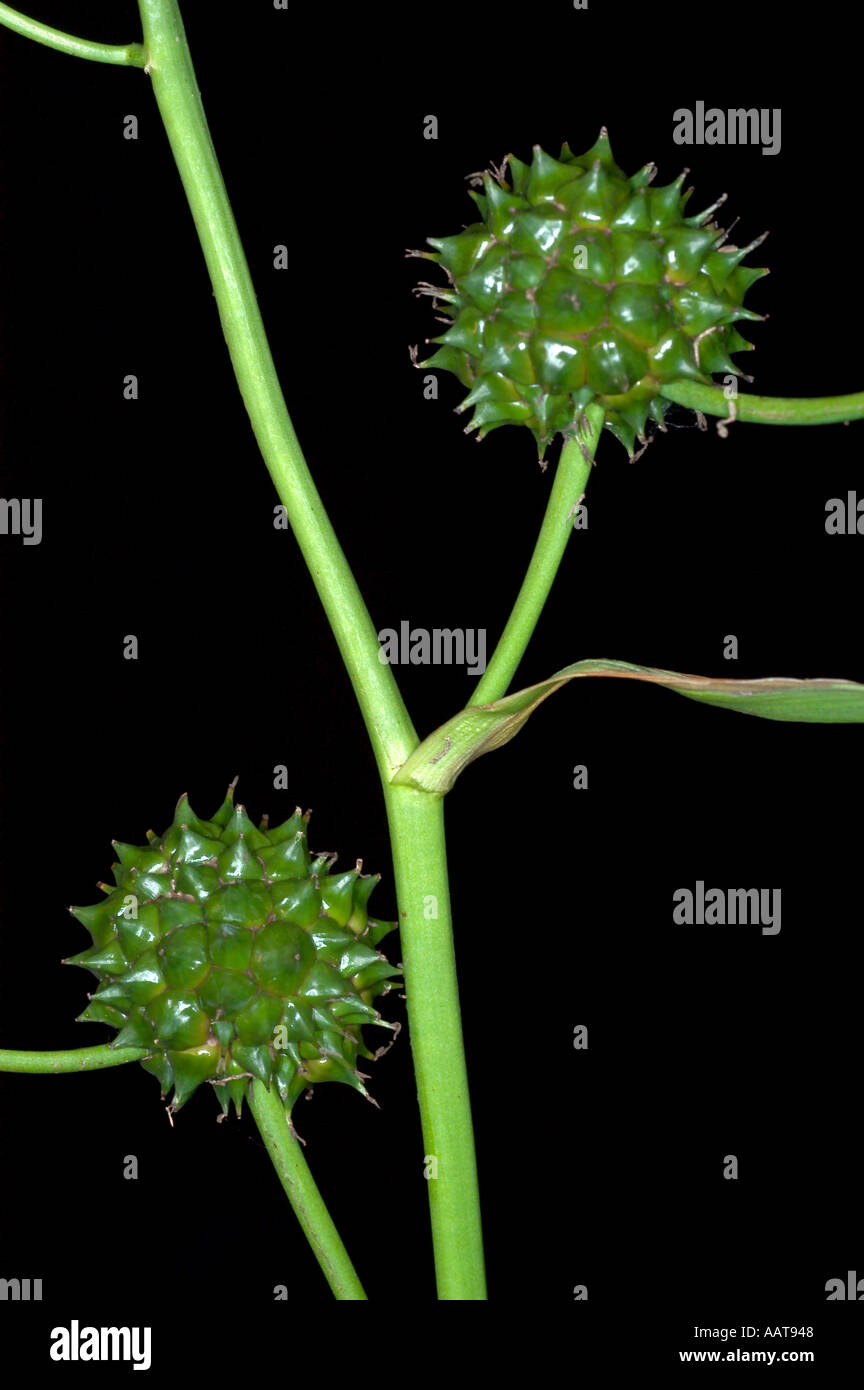 Burr reed hi-res stock photography and images - Alamy