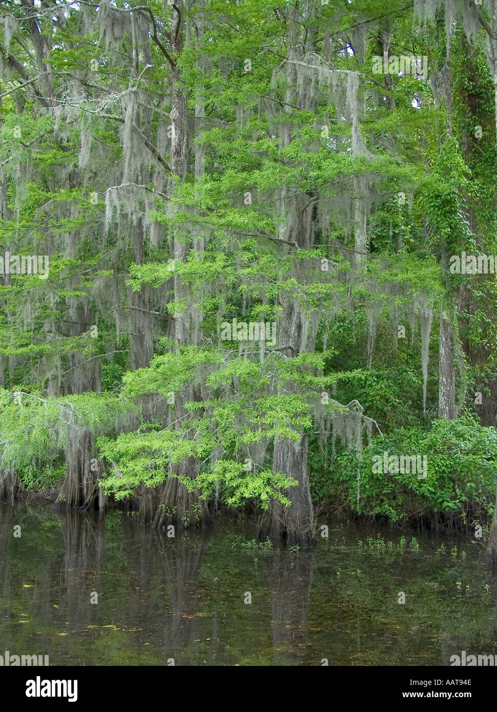 Moss Covered Cypress Trees High Resolution Stock Photography and Images ...