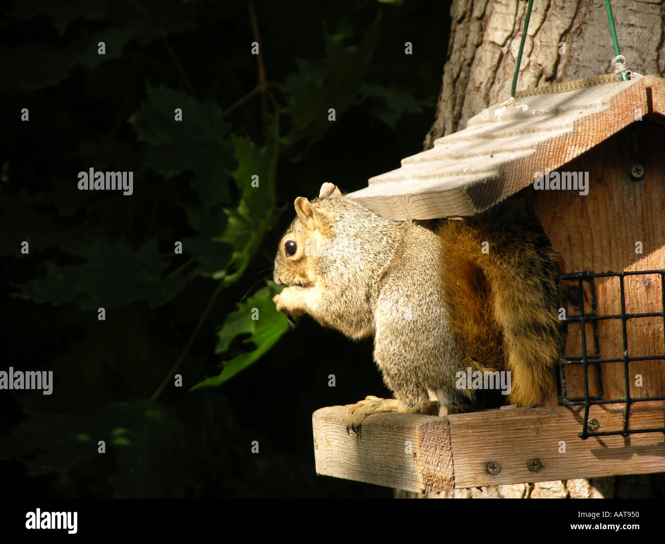 Squirrel stealing food from bird feeder Stock Photo - Alamy