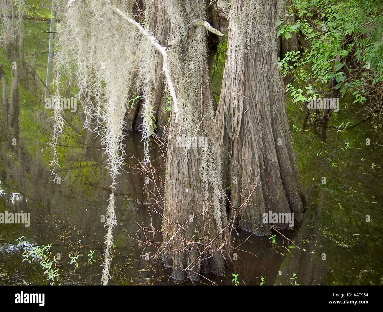 Moss covered cypress trees hi-res stock photography and images - Alamy