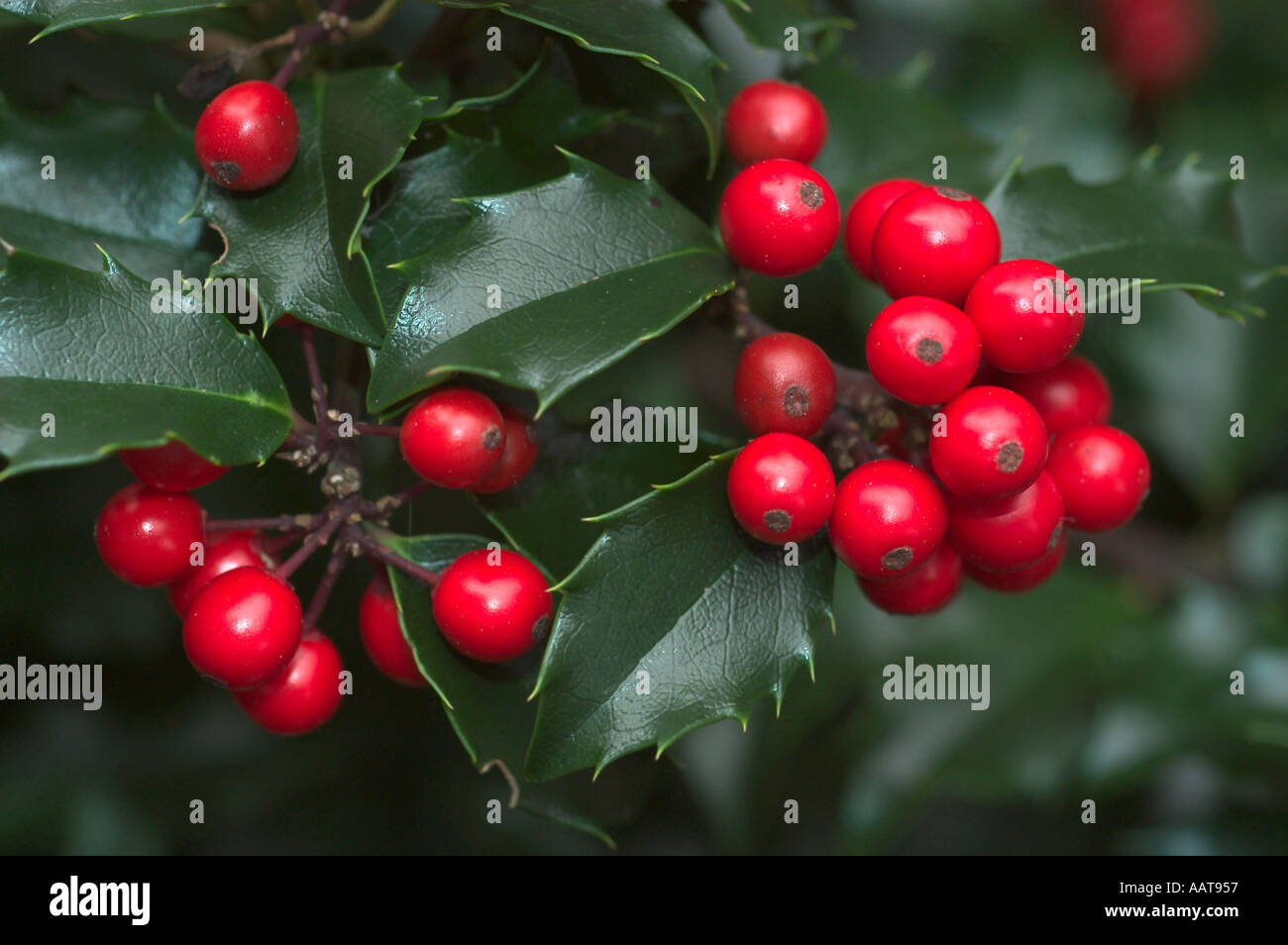Holly ilex sp hi-res stock photography and images - Alamy