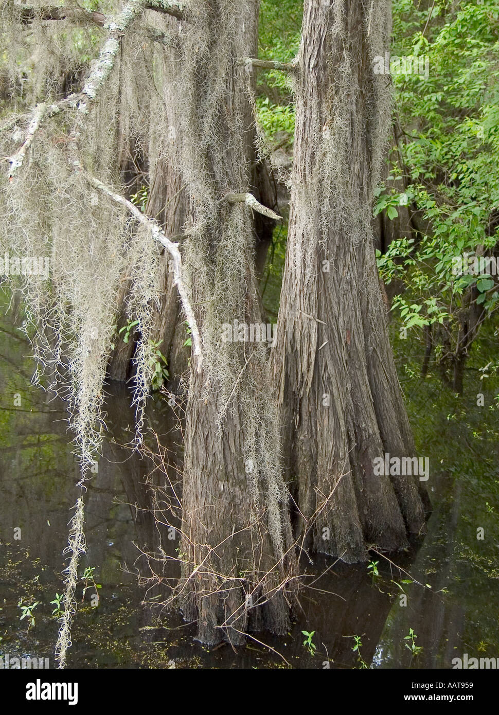 Moss Covered Cypress Trees High Resolution Stock Photography and Images ...