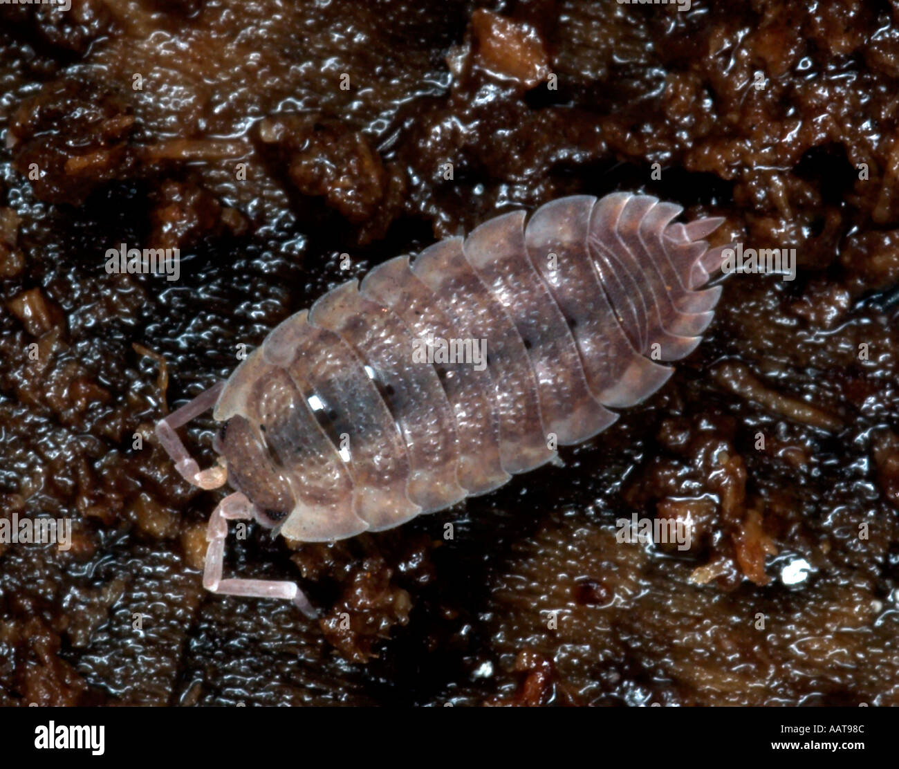 Sowbug hi-res stock photography and images - Alamy
