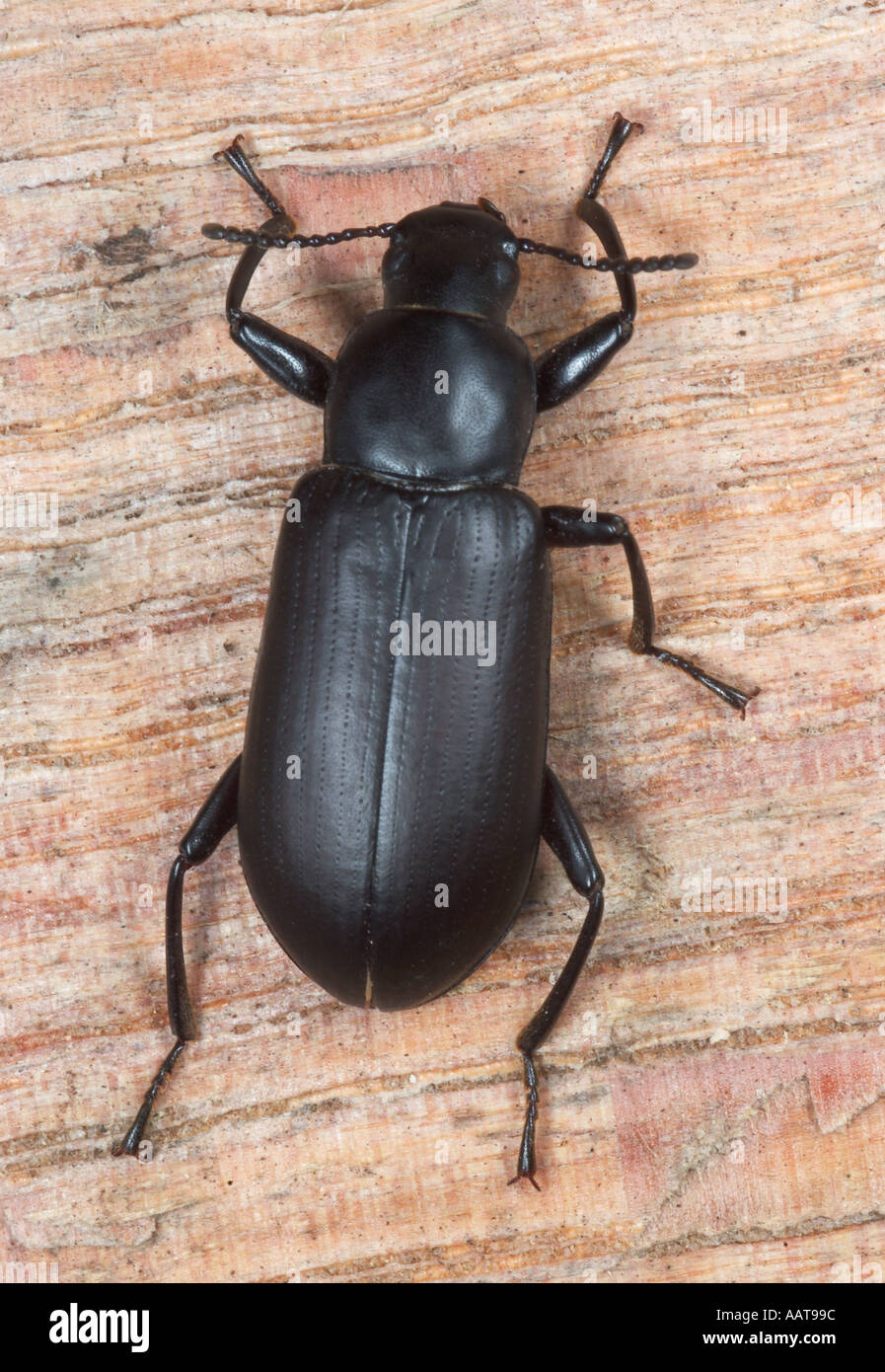 Tenebrionid hi-res stock photography and images - Alamy
