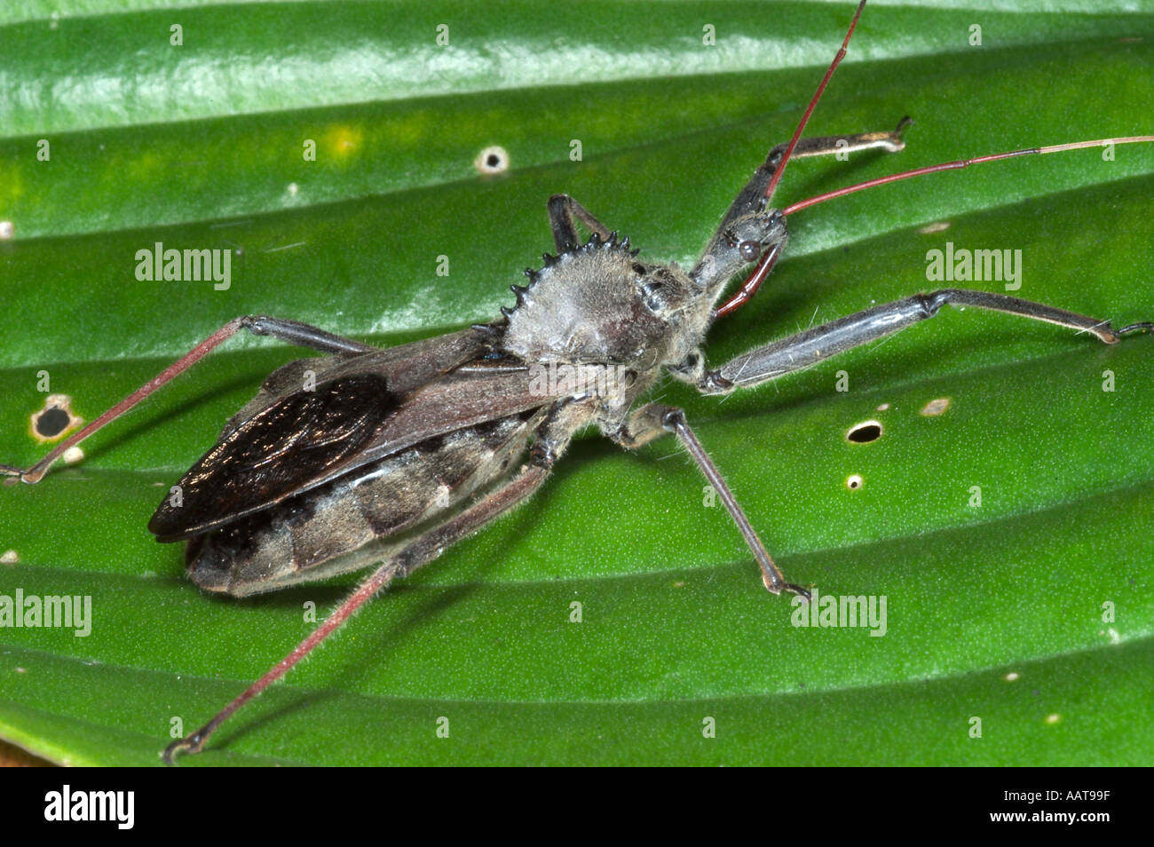 Wheel bug Arilus cristatus Predaceous bug in the assassin bug ...