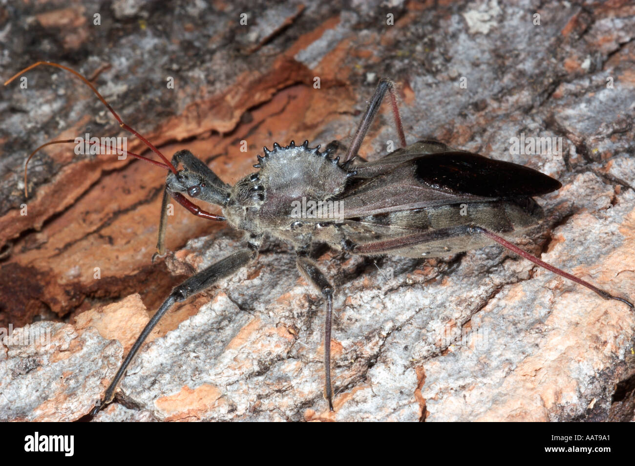 Predaceous caterpillar hi-res stock photography and images - Alamy