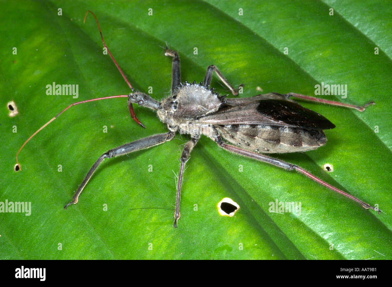 Wheel bug Arilus cristatus Predaceous bug in the assassin bug ...