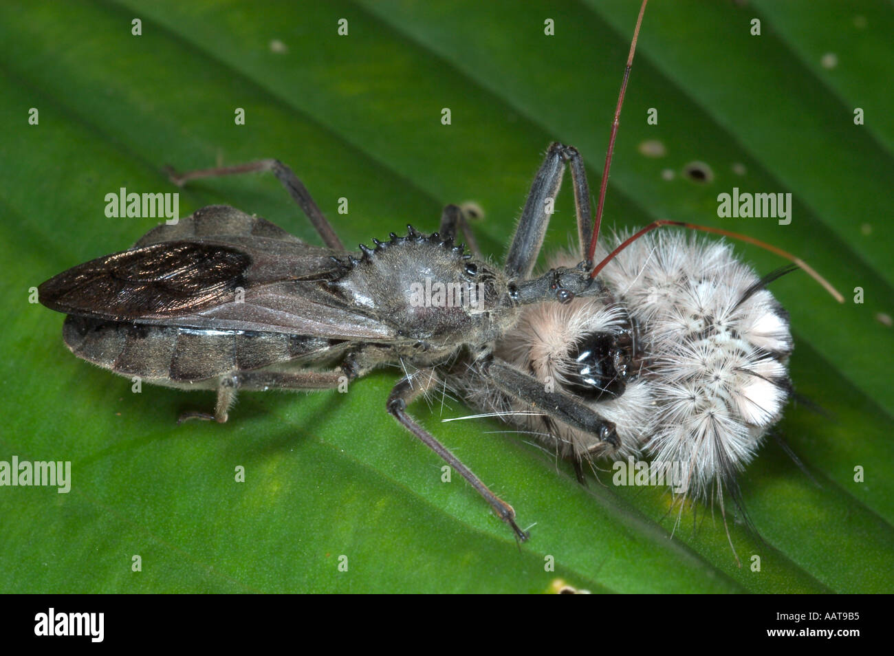 Wheel bug eating wooly bear caterpillar Arilus cristatus Predaceous bug ...