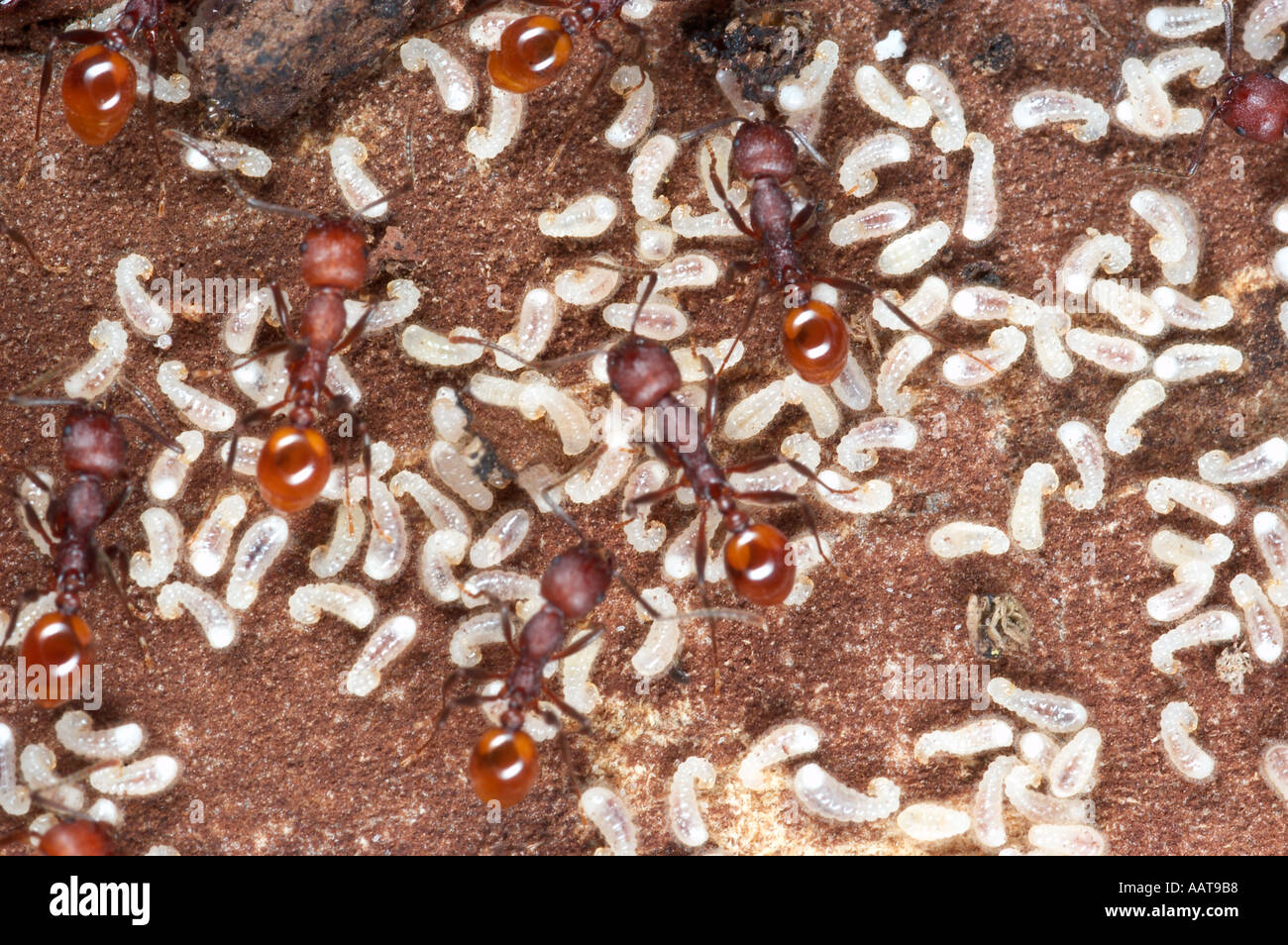 Red ants and larvae hi-res stock photography and images - Alamy