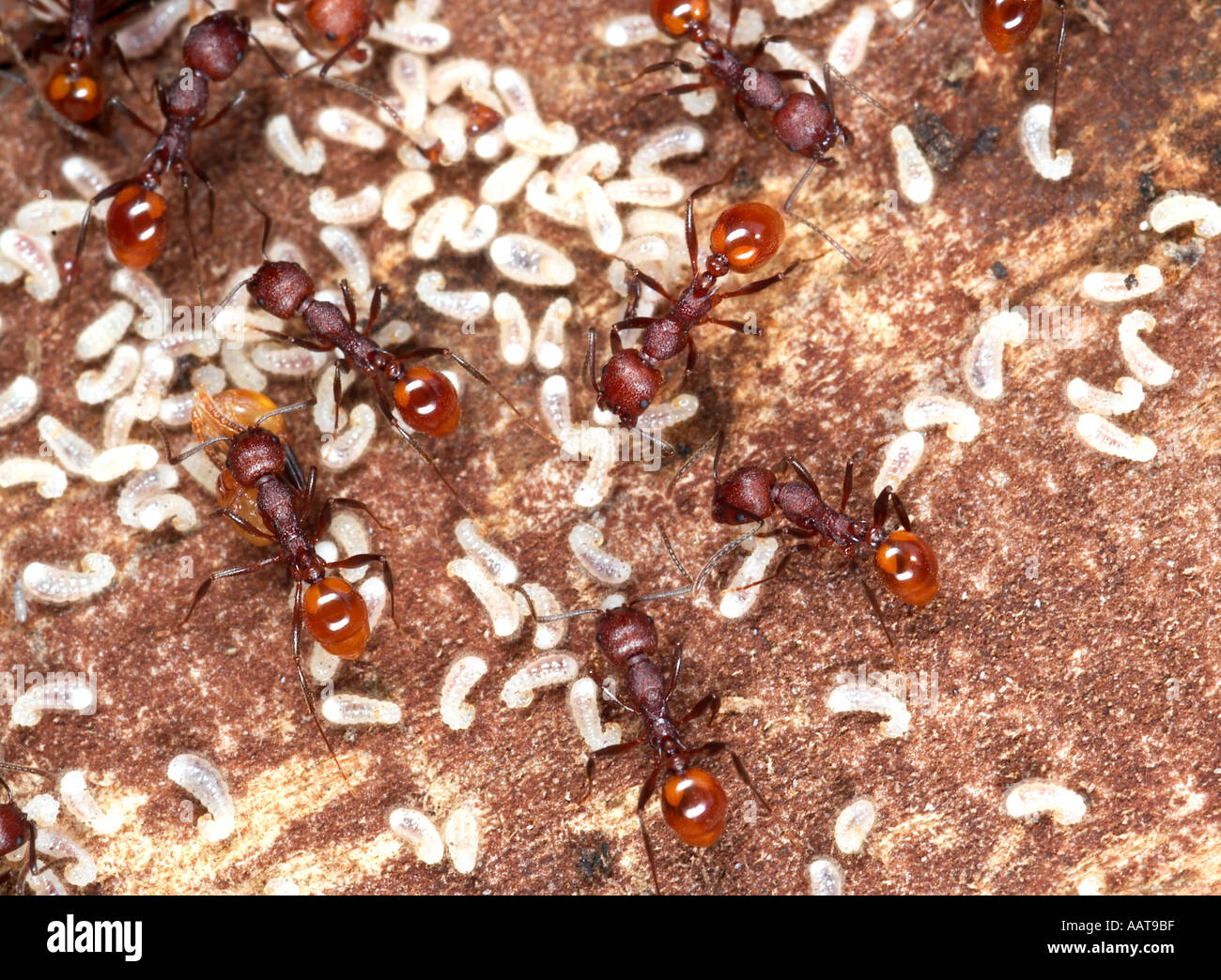 Red ants and larvae hi-res stock photography and images - Alamy