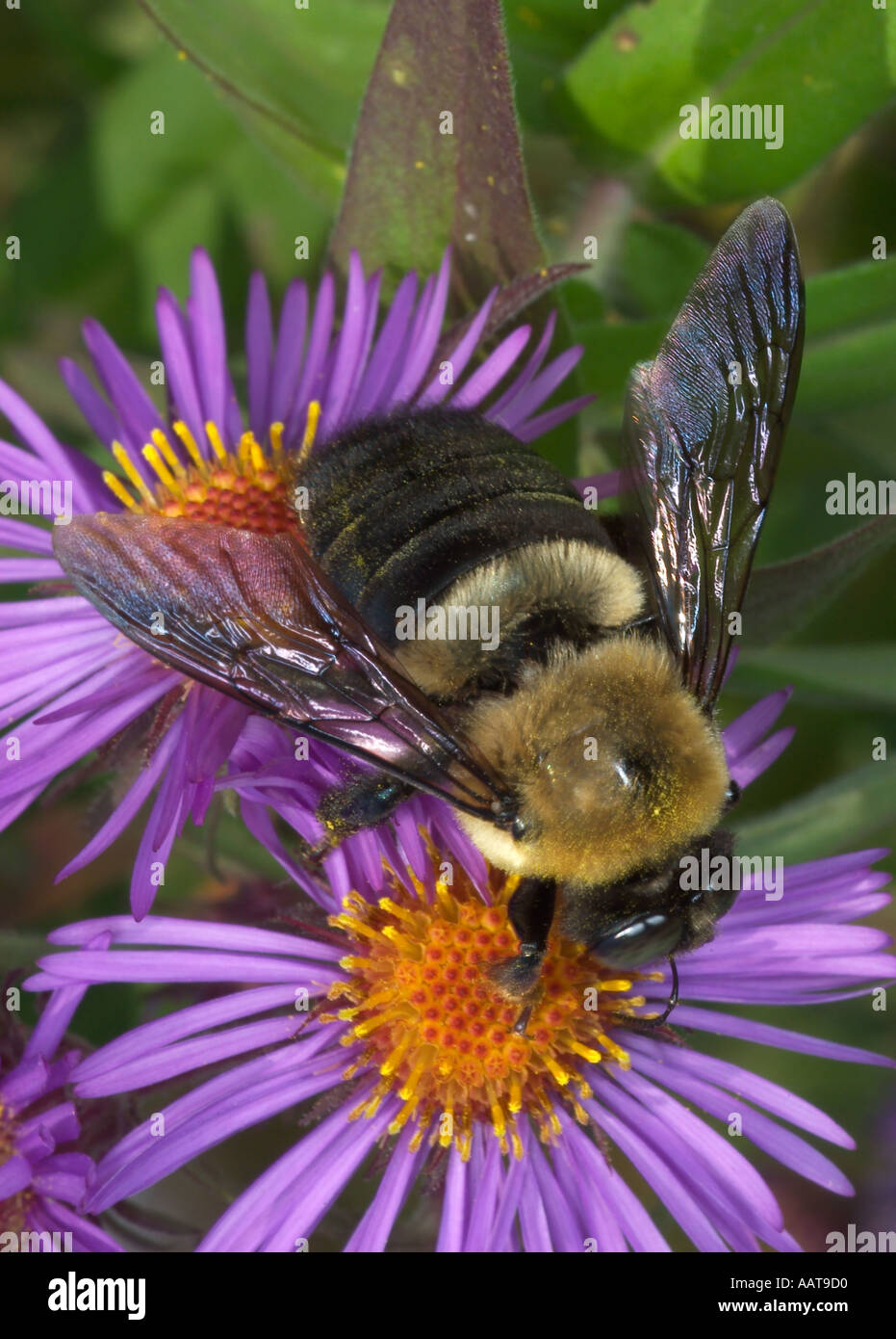 Carpenter bee xylocopa sp hi-res stock photography and images - Alamy