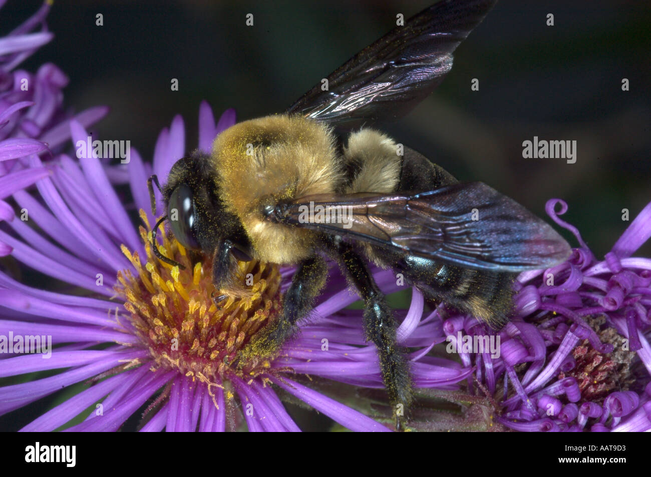 Carpenter bee xylocopa sp hi-res stock photography and images - Alamy