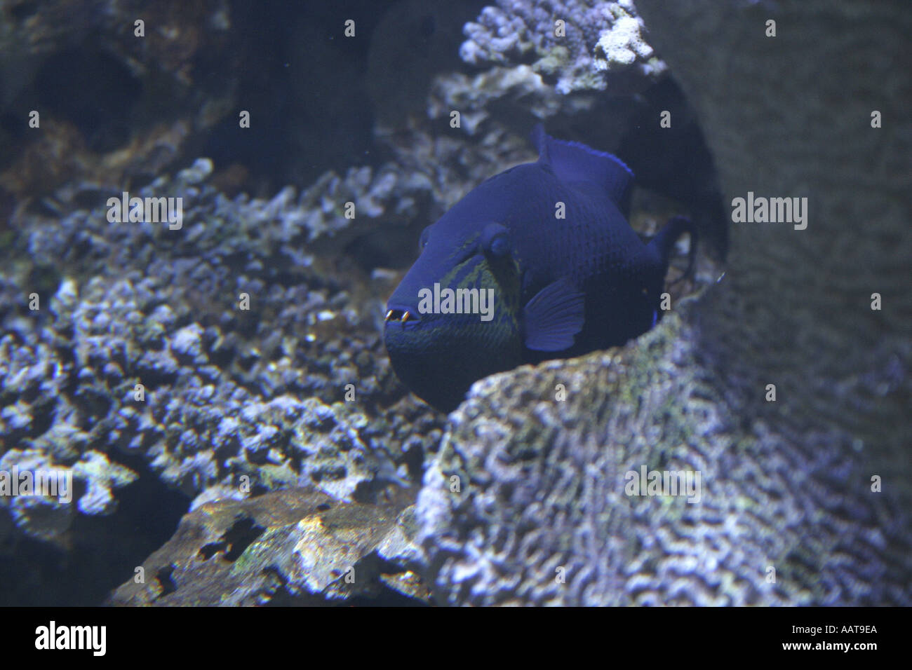 An interesting purple saltwater fish with pseudo fangs Stock Photo - Alamy An interesting purple saltwater fish with pseudo fangs Stock Photo - Alamy