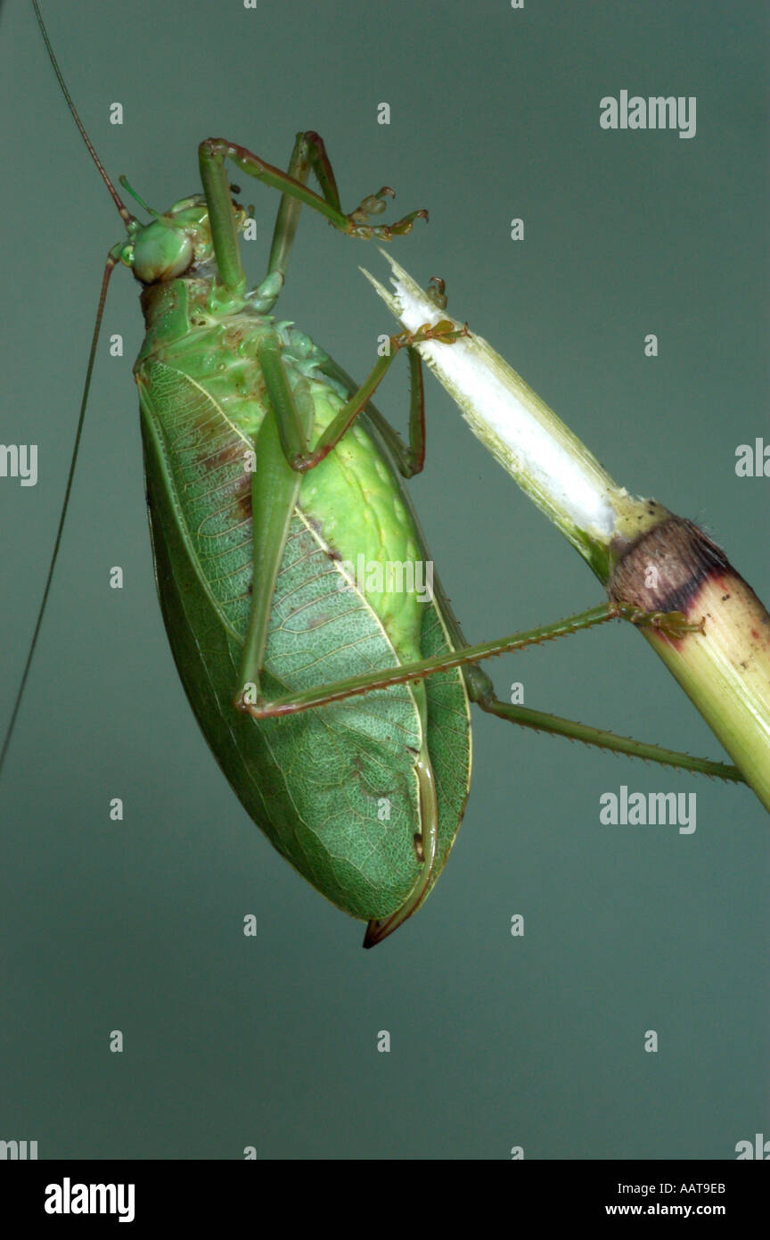 True katydid Pterophylla camellifolia Female central Pennsylvania Stock ...