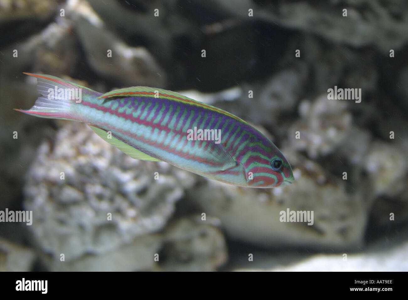 A colorful saltwater fish Stock Photo - Alamy