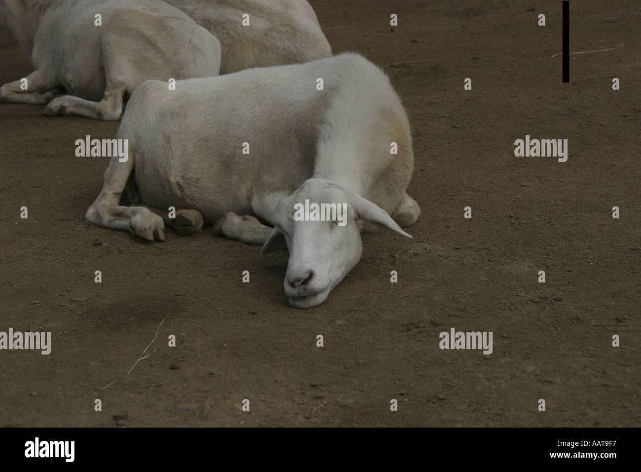 Goat nap hi-res stock photography and images - Alamy