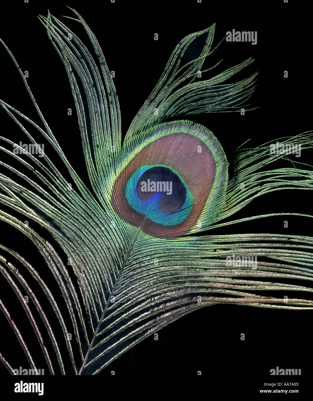 The peacock feather hi-res stock photography and images - Alamy