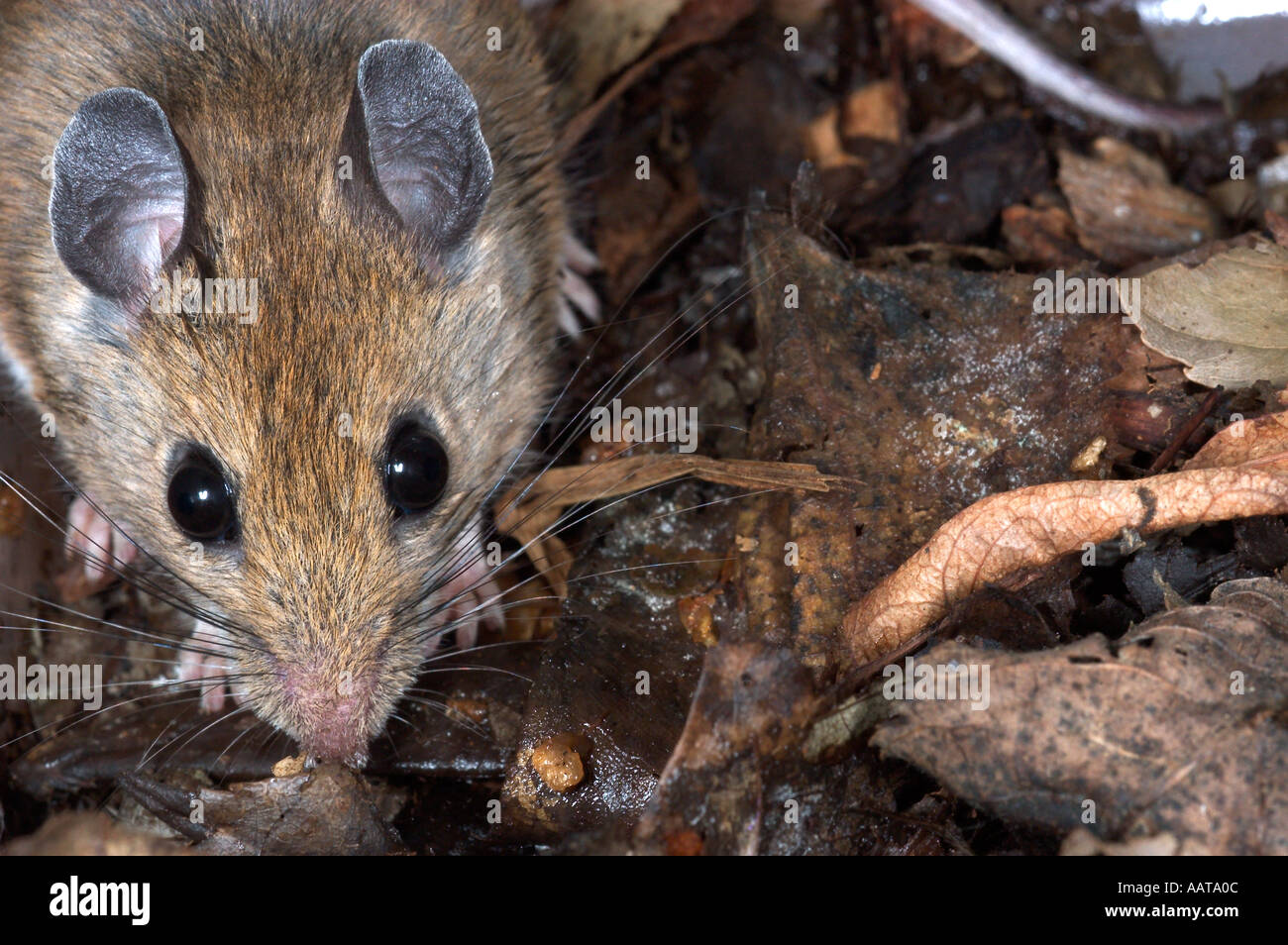 Borrelia sp hi-res stock photography and images - Alamy