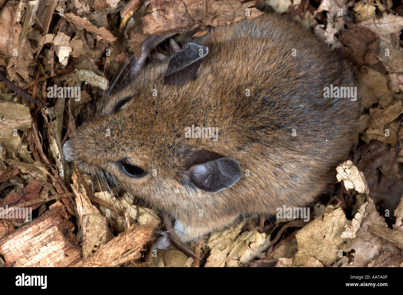 Pennsylvania deer hi-res stock photography and images - Alamy