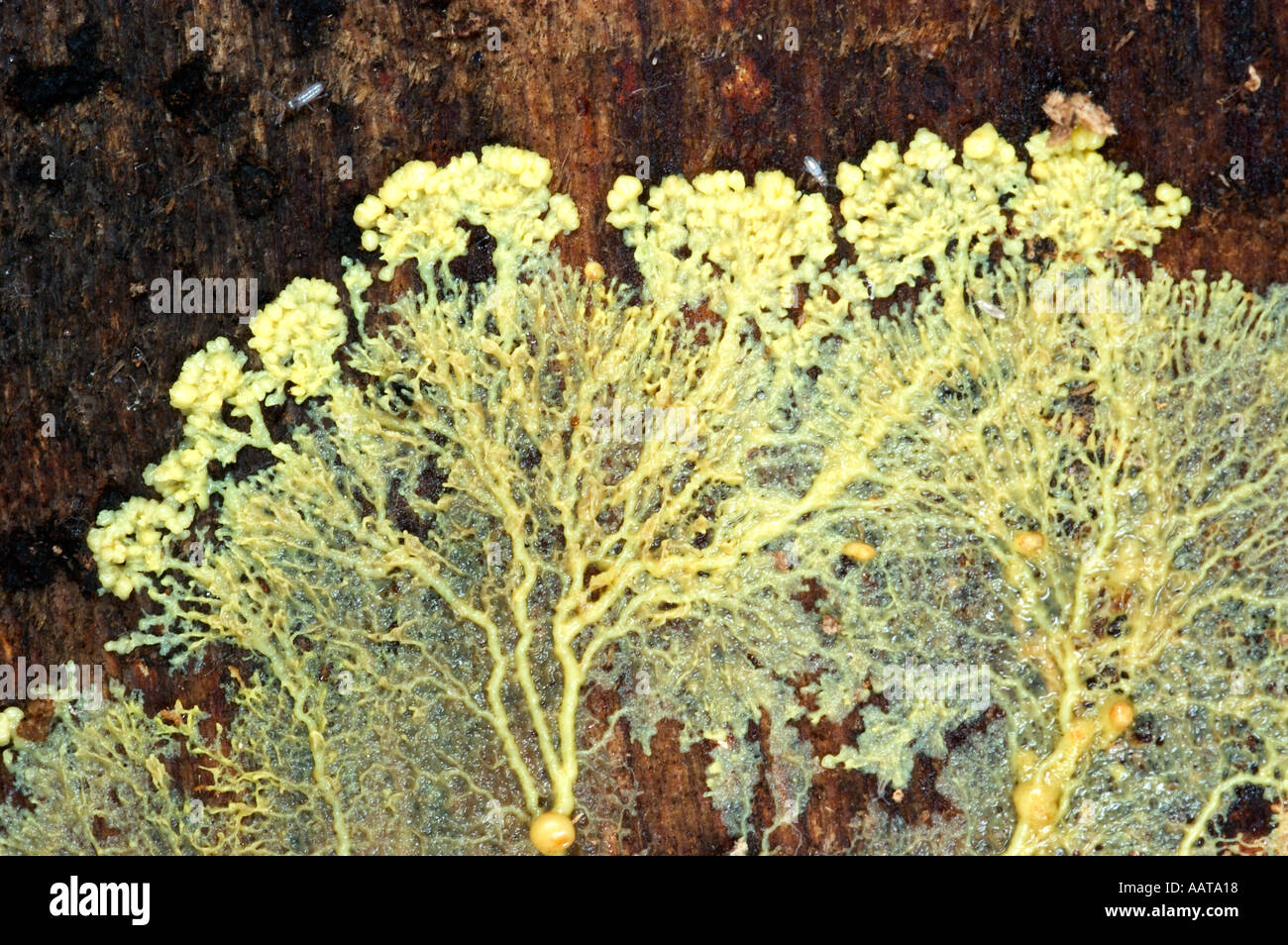 slime mold growth Stock Photo - Alamy