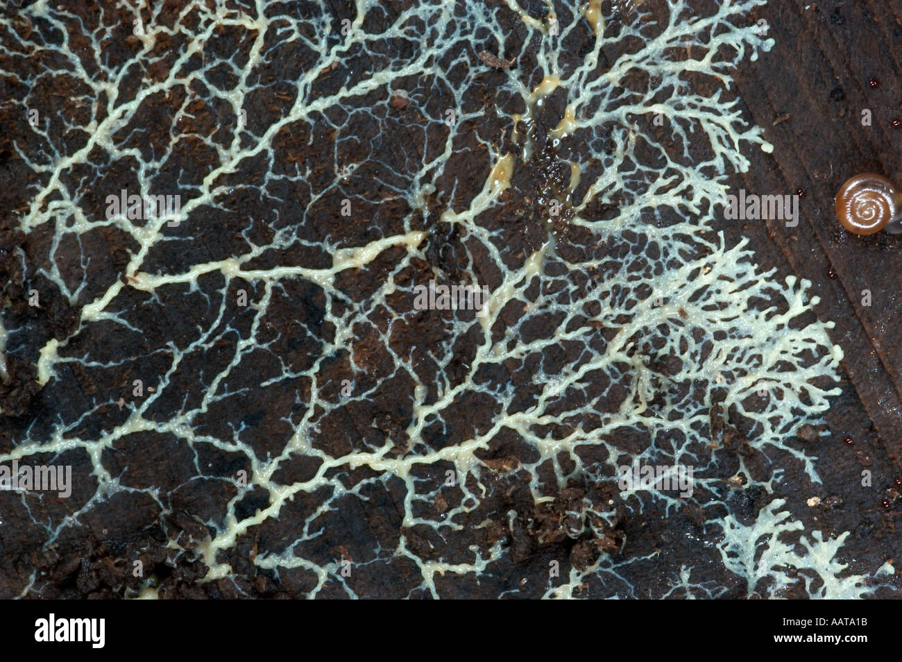 slime mold growth Stock Photo - Alamy