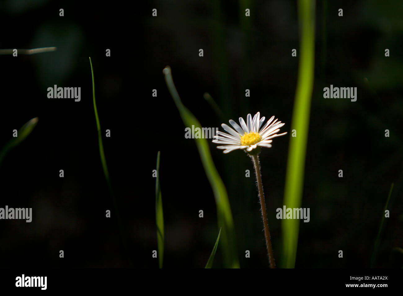 Alpine Daisy of the Sunflower Family (Italian Alps) Latin Name ...