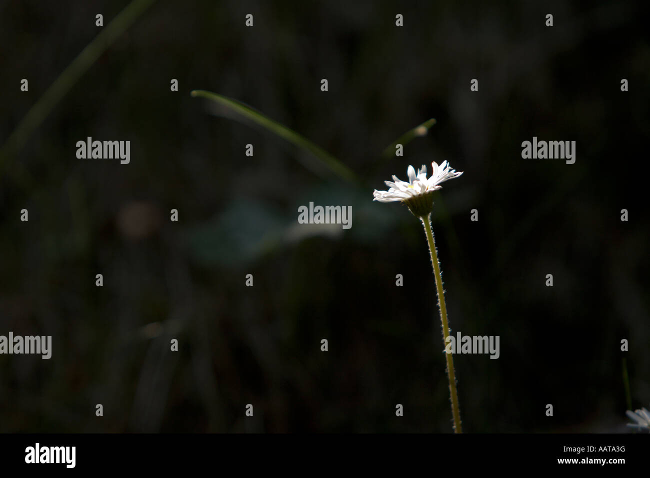 Alpine Daisy of the Sunflower Family (Italian Alps) Latin Name ...