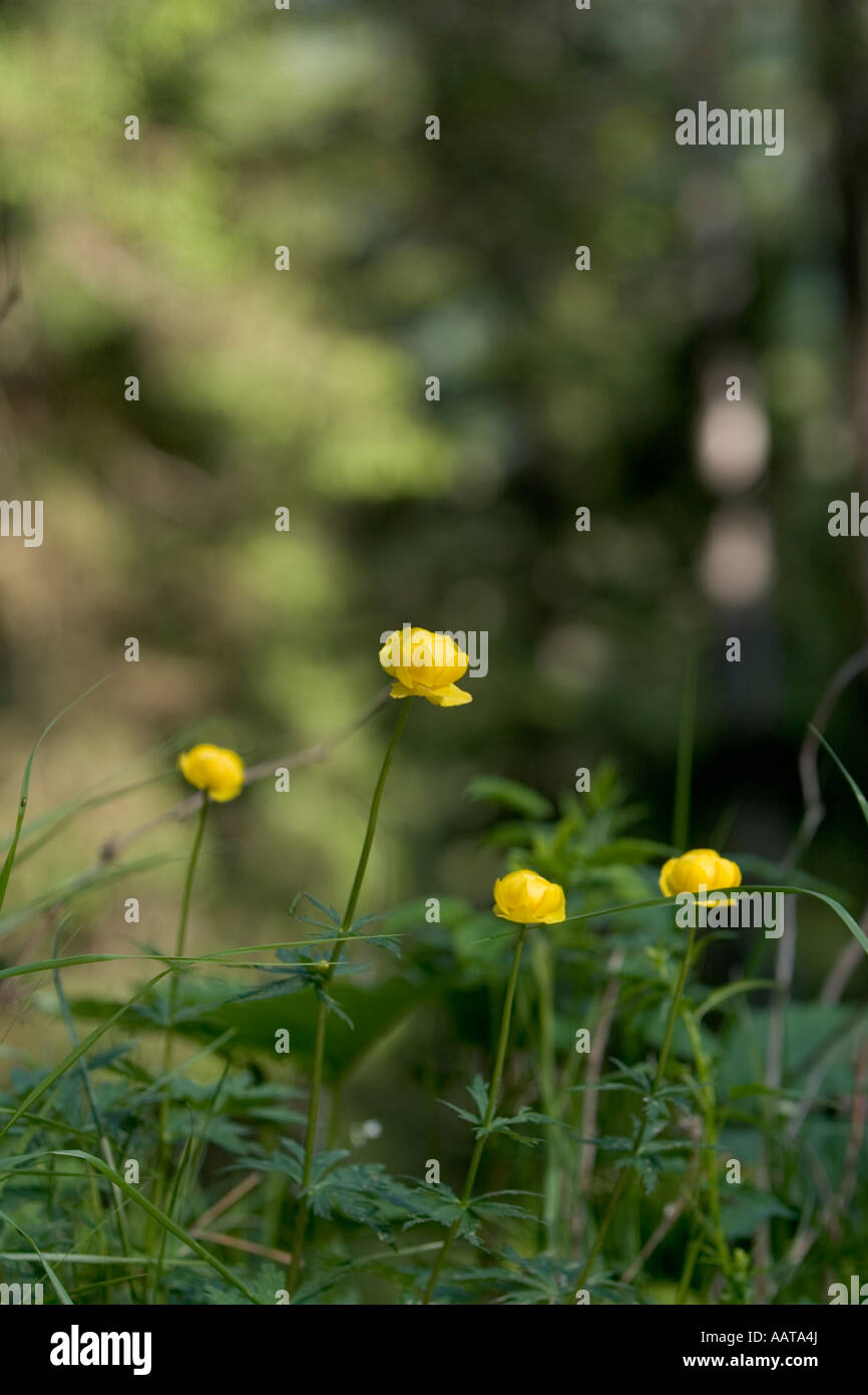 Ranunculaceae buttercup family hi-res stock photography and images - Alamy