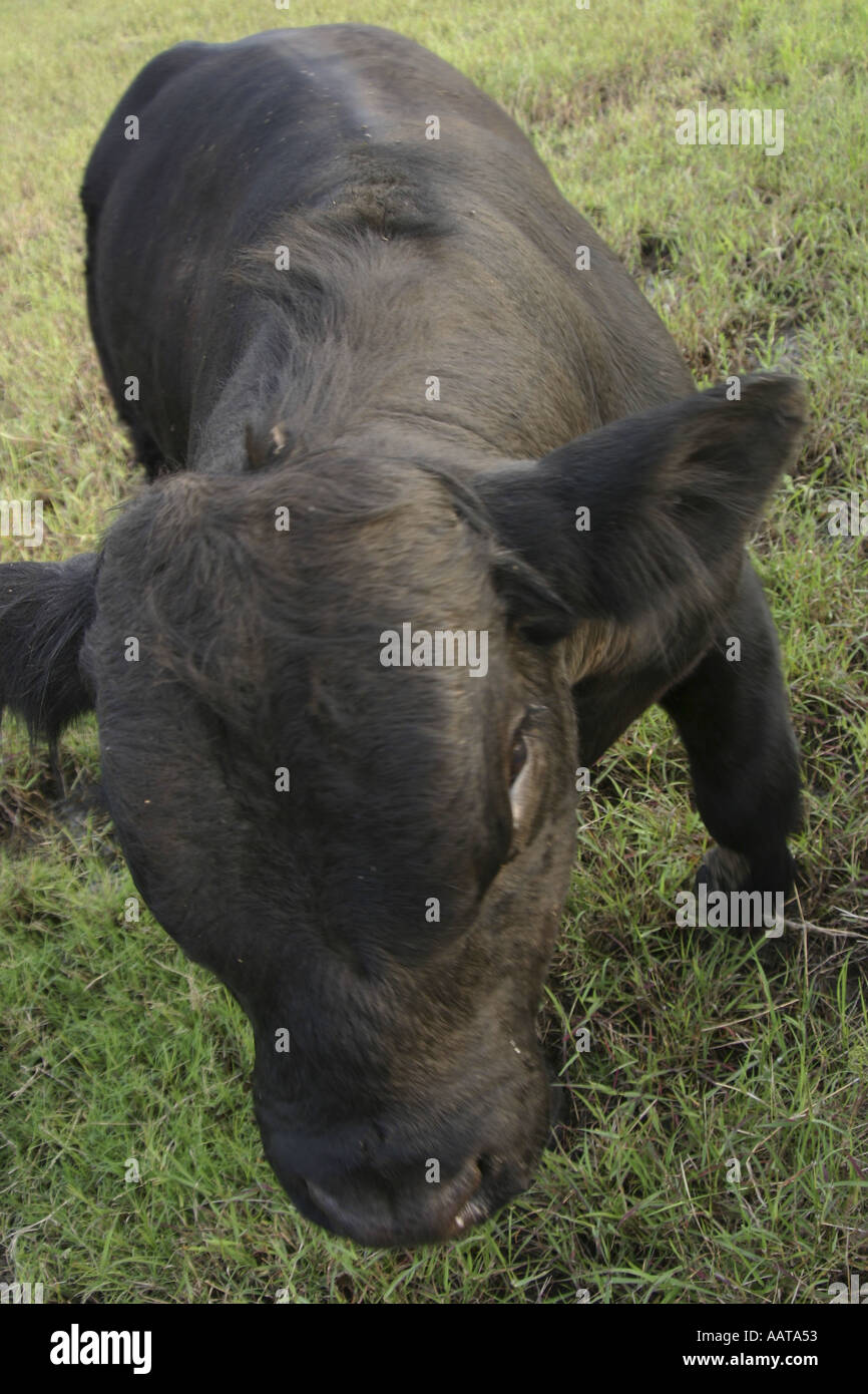 A young angus bull Stock Photo - Alamy