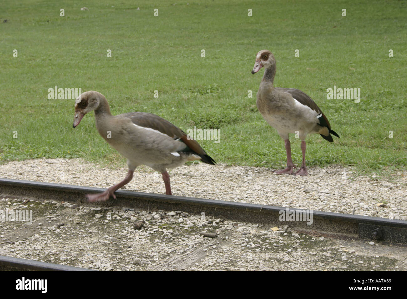 Ducks crossing railroad tracks Stock Photo - Alamy