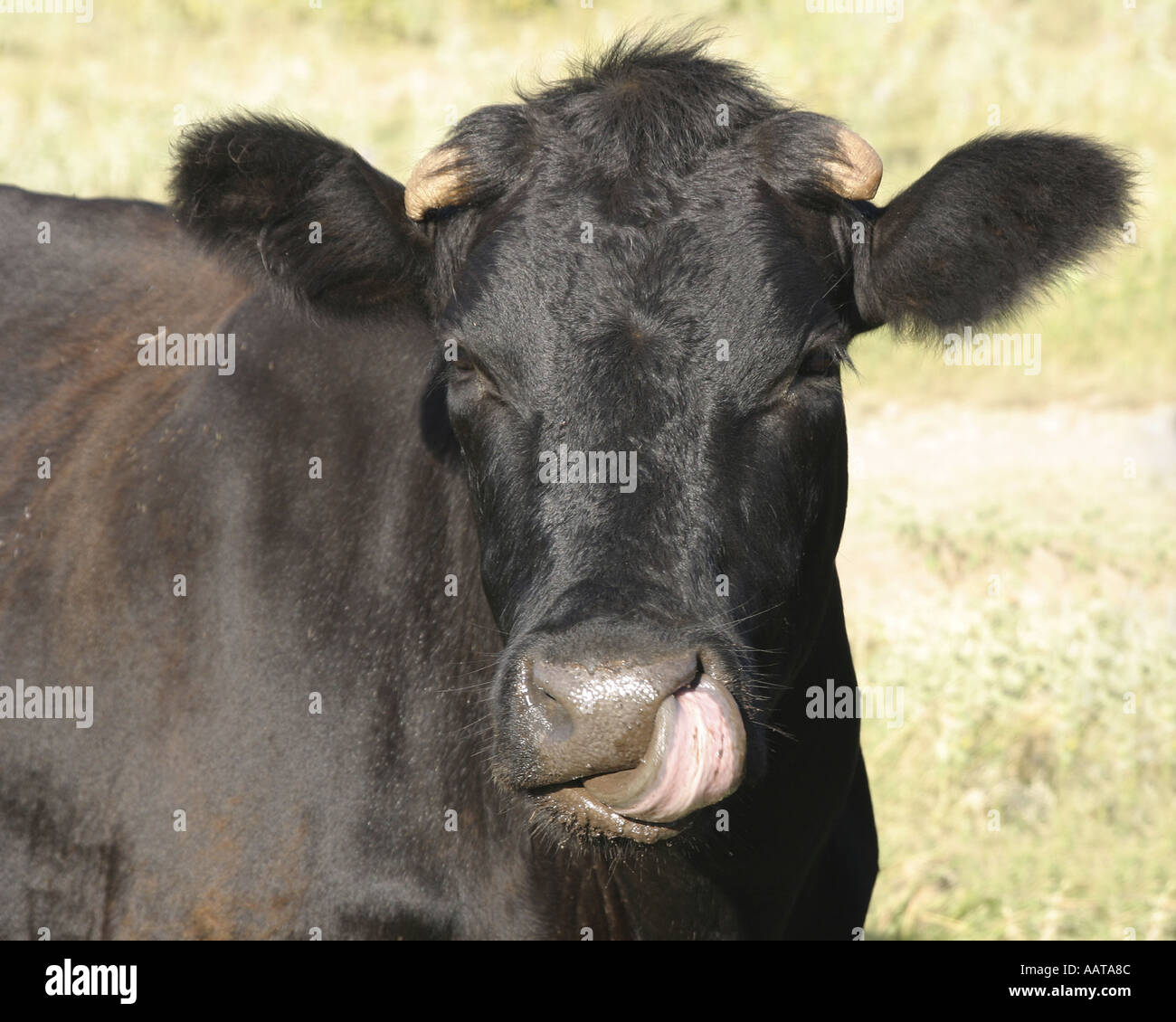 Snot check angus cow licking her nostril Stock Photo - Alamy