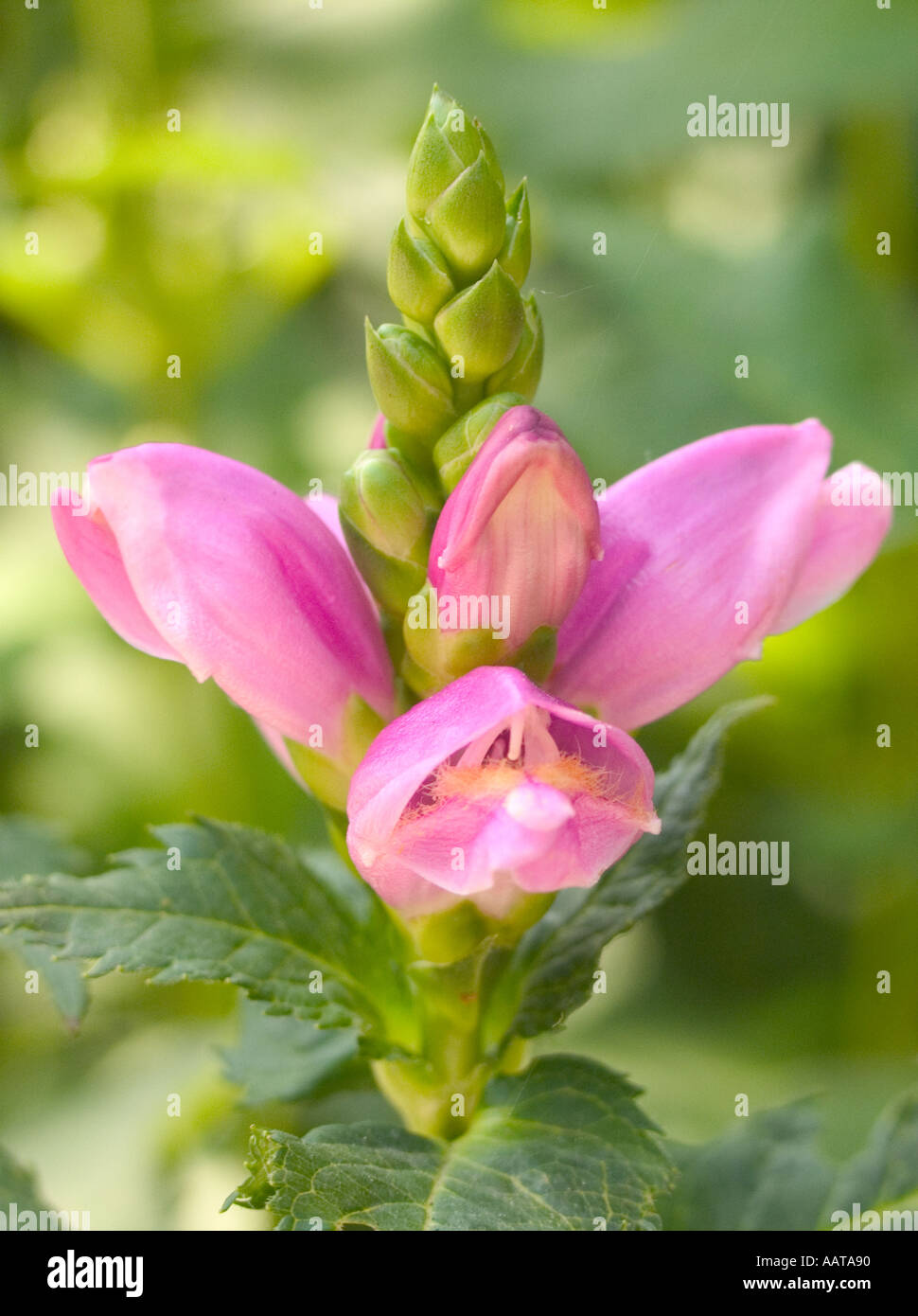 Pink turtlehead hi-res stock photography and images - Alamy