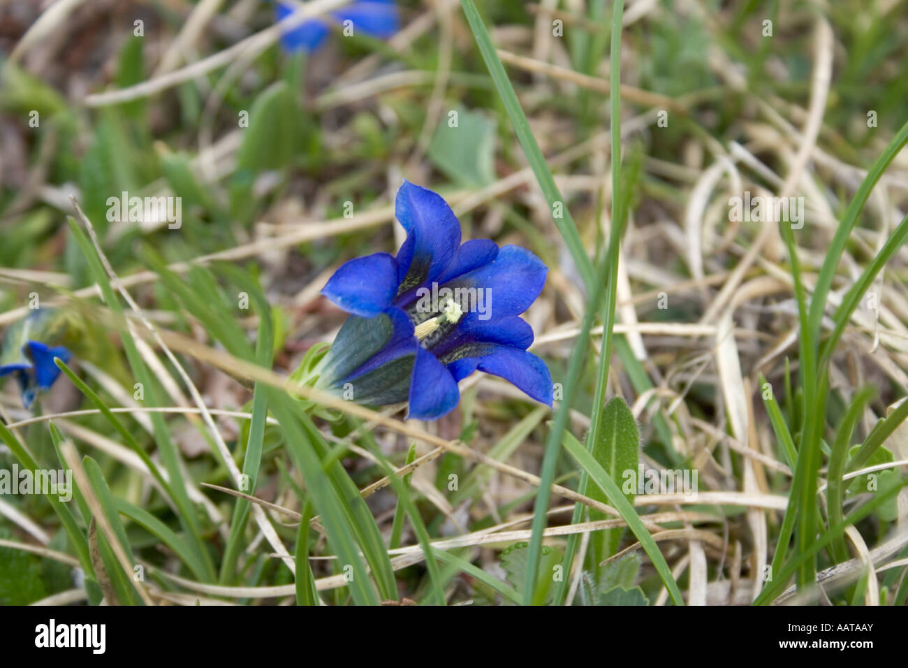 Stemless gentian (Gentiana acaulis) of the Geranium family ...